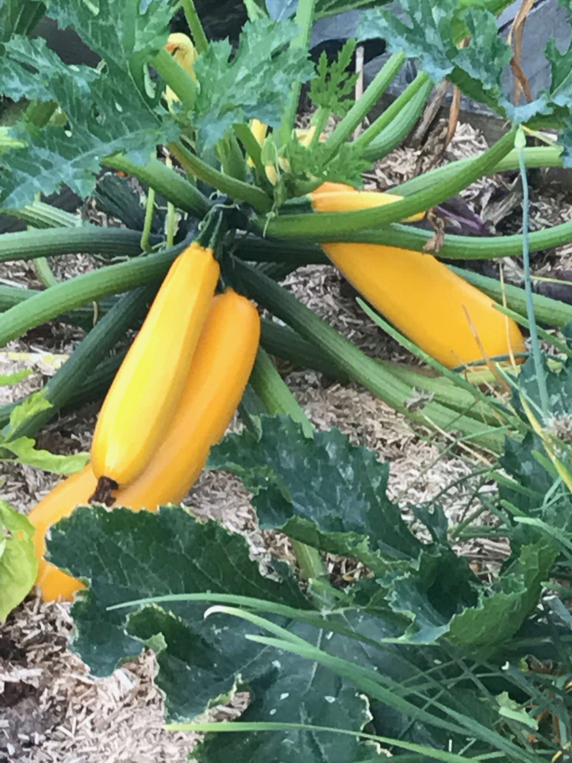 Entre virus… #virus #courgette #covid - Roland Motte Jardin
