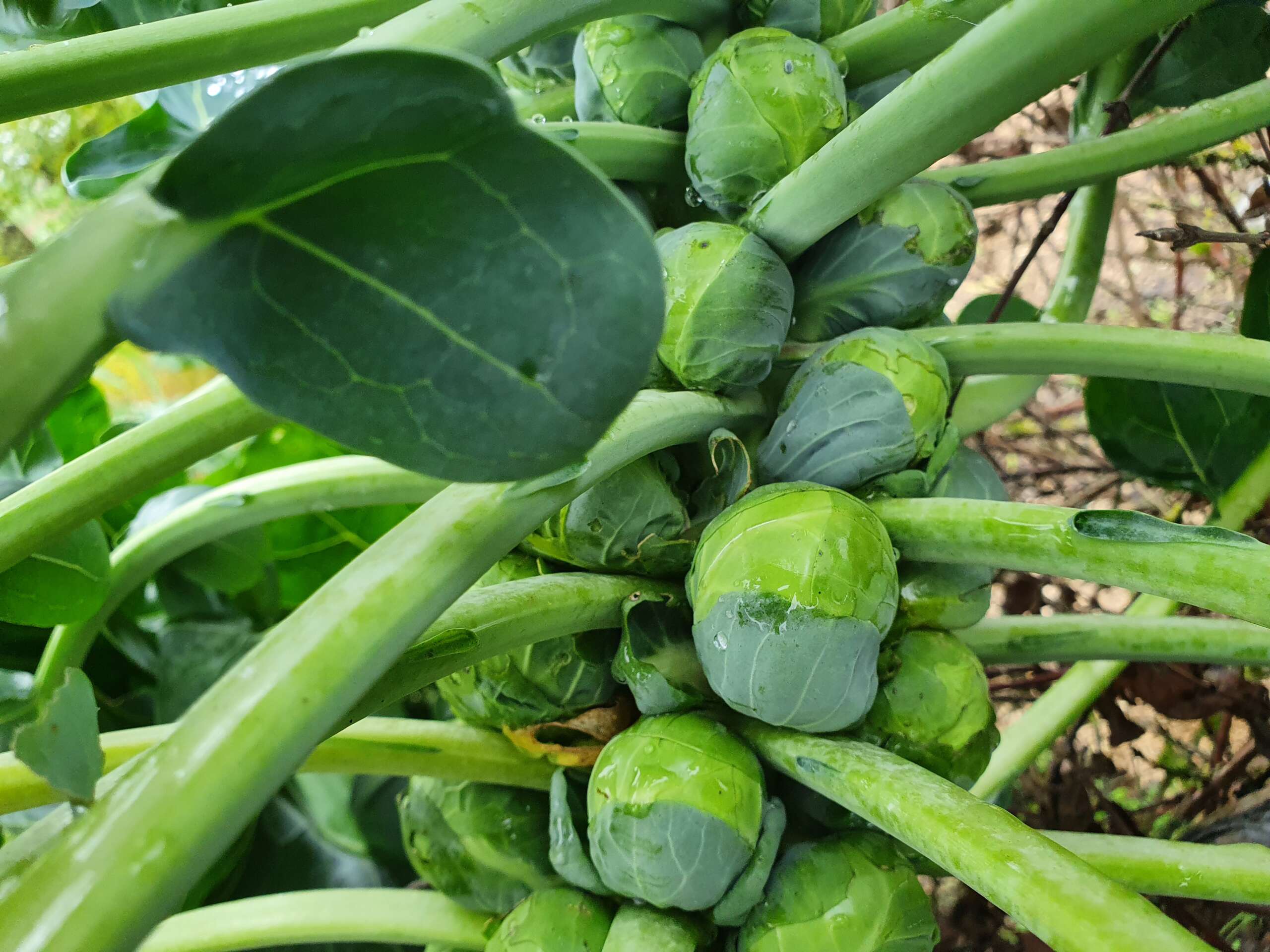 Brussels sprouts - Roland Motte Jardin