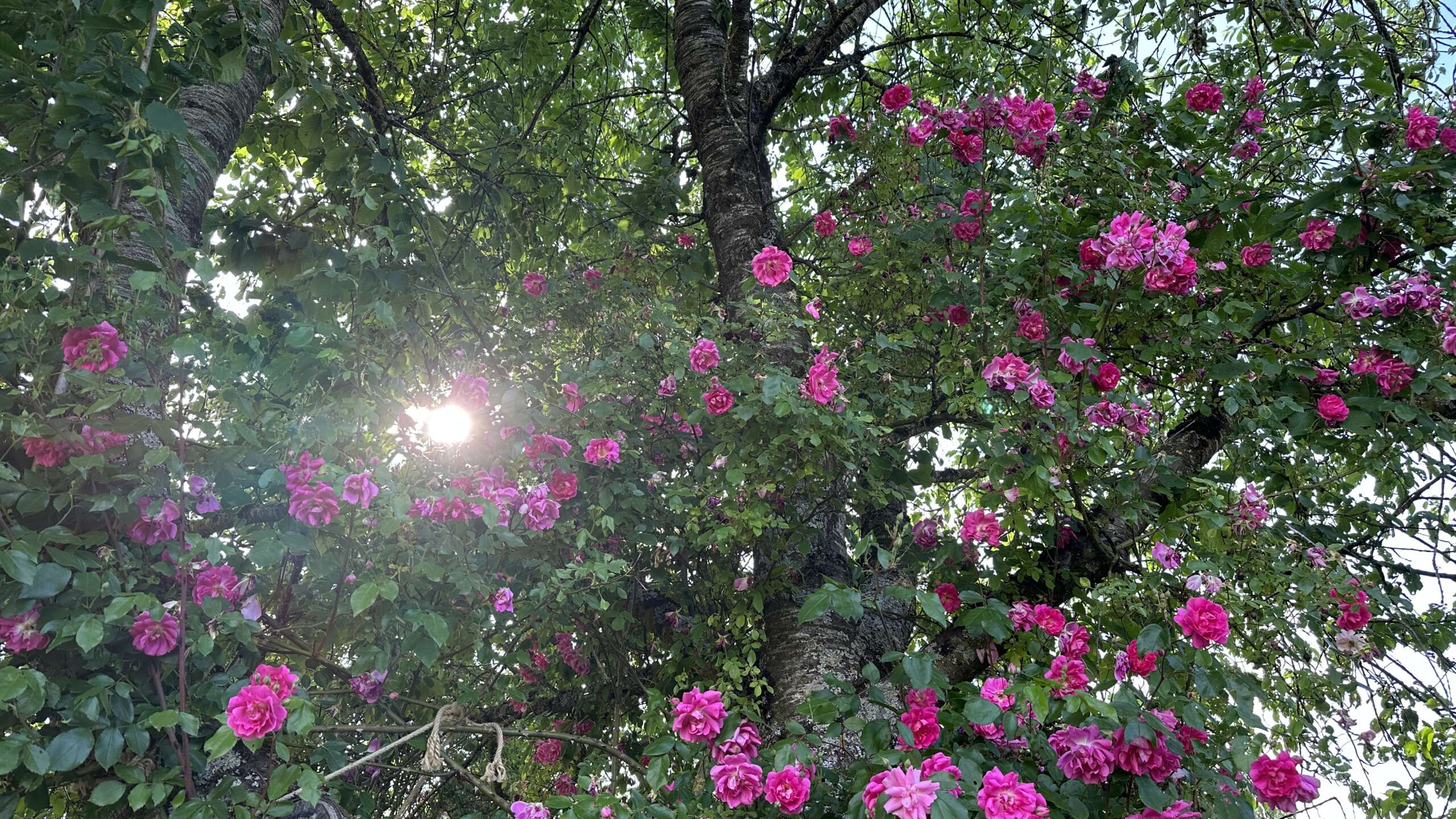 Creeper roses - Roland Motte Jardin