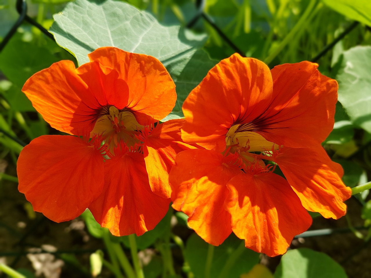 GRANDE CAPUCINE (Tropaeolum majus) - Roland Motte Jardin