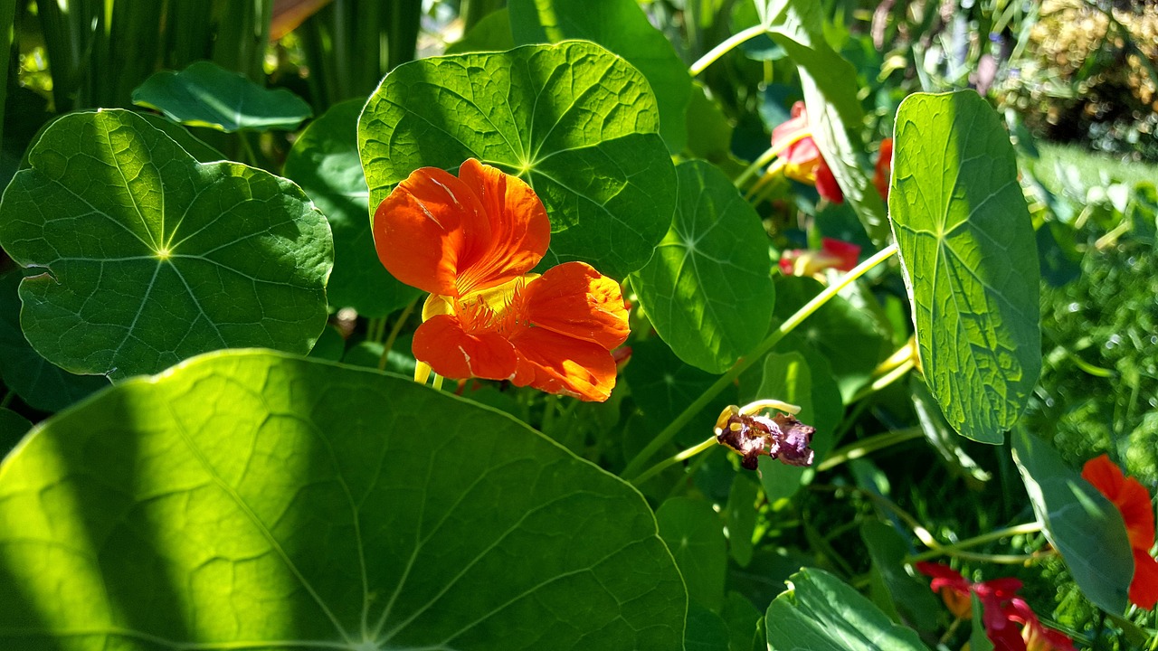 GRANDE CAPUCINE (Tropaeolum majus) - Roland Motte Jardin