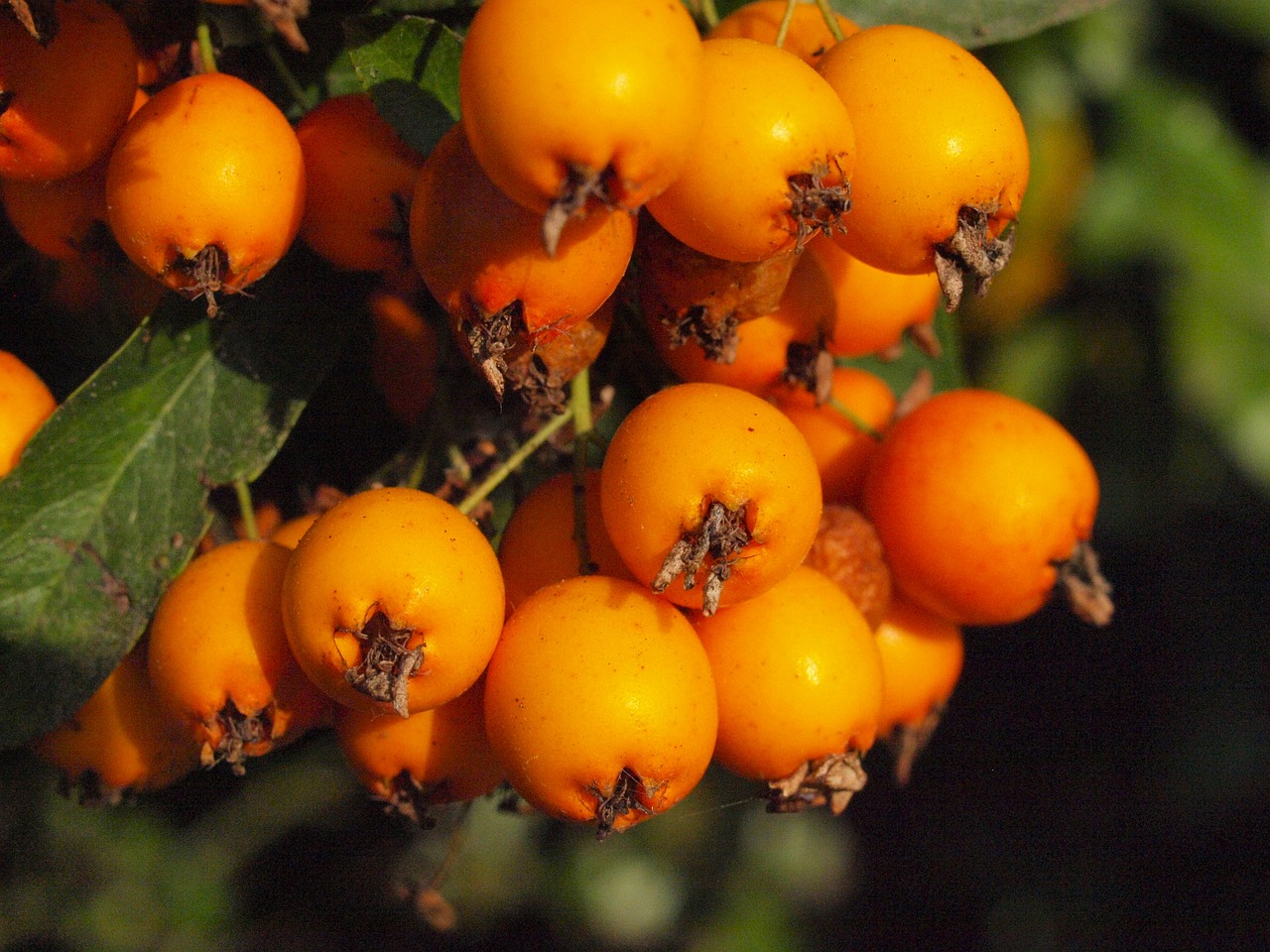 Cormier (Sorbus domestica) - Roland Motte Jardin