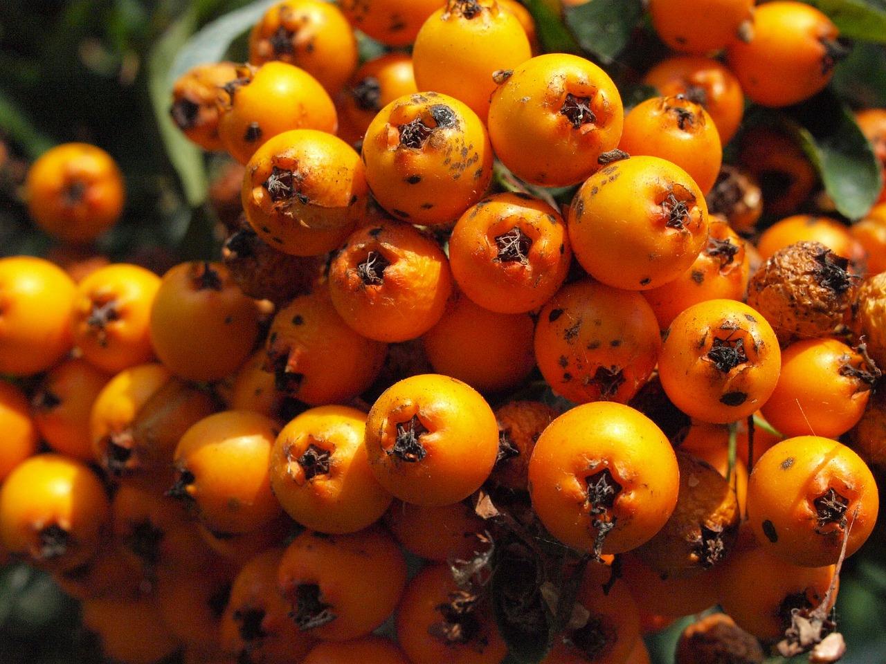 Cormier (Sorbus domestica) - Roland Motte Jardin