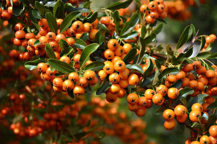 Cormier (Sorbus domestica) - Roland Motte Jardin