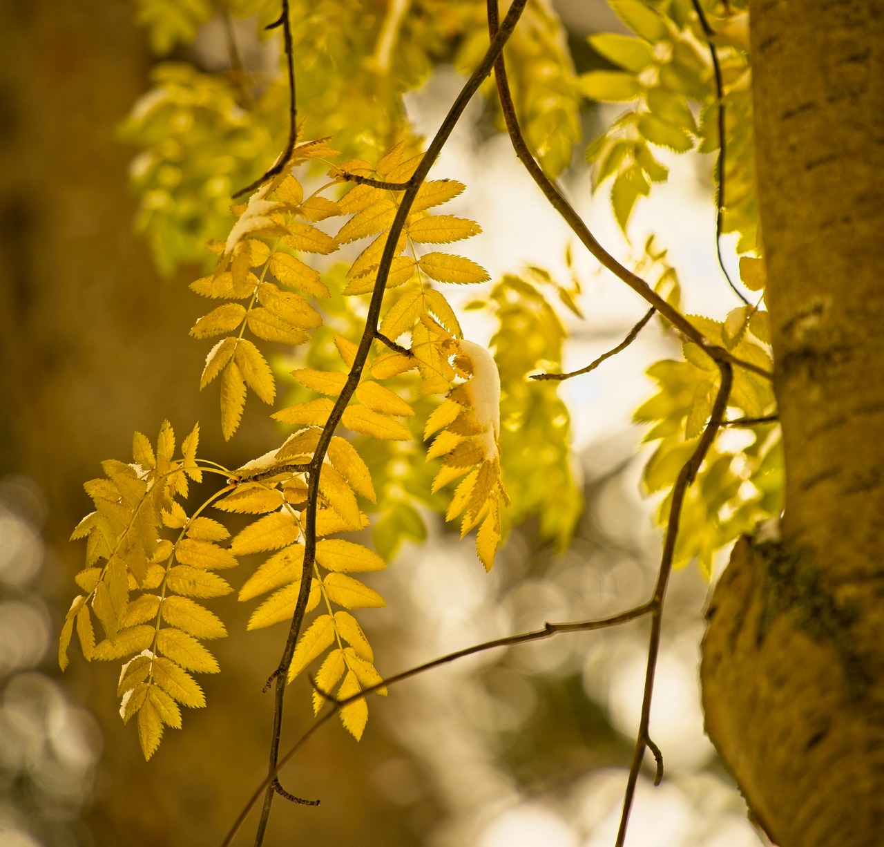 Cormier (Sorbus domestica) - Roland Motte Jardin