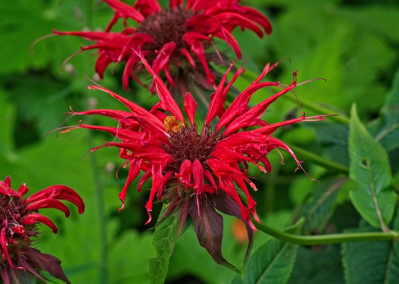 MONARDE Didyma - Roland Motte Jardin